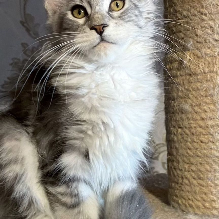 Серебряная девочка