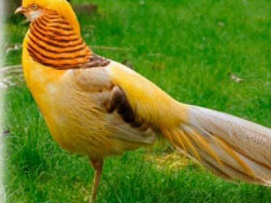 Продам декоративных фазанов