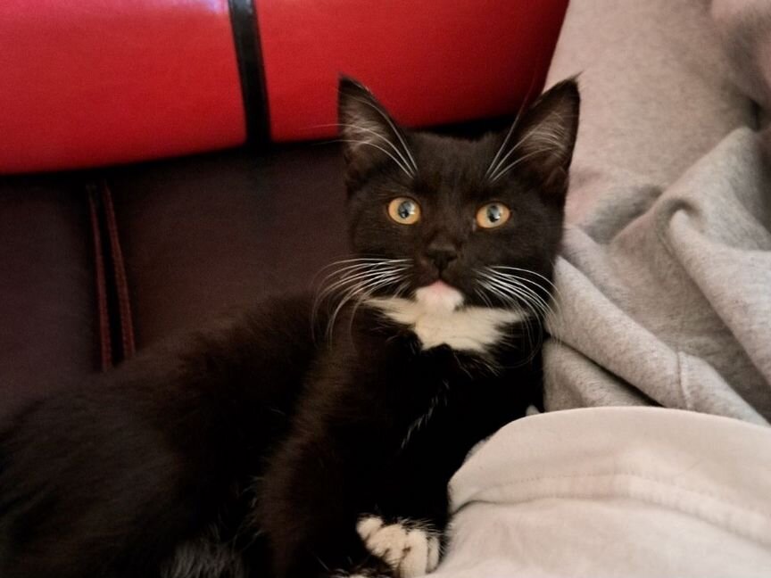 Котенок кошечка 3-4 месяца в добрые руки