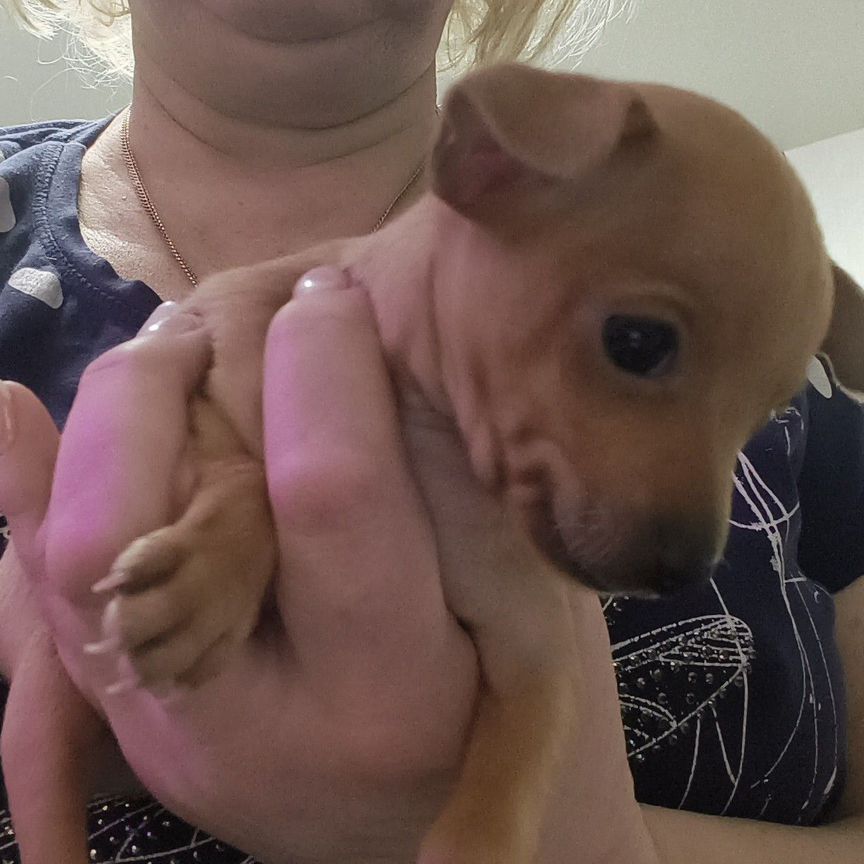 Пражский крысарик, щенок