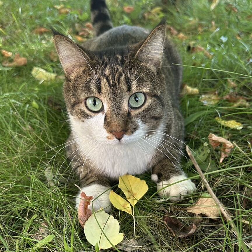 Потерялся нашли котейку