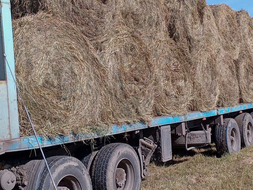 Продам сено в рулонах
