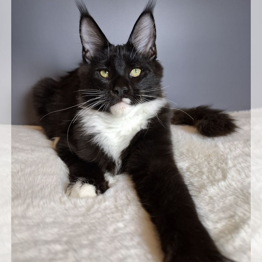 Мейн-кун котёнок