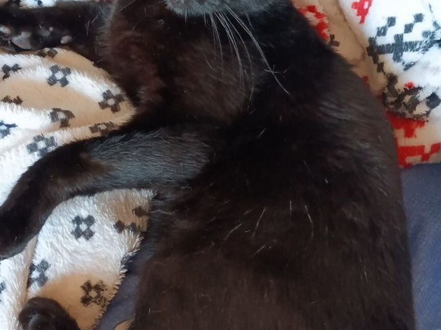 Метис сфинкса, 8 месяцев