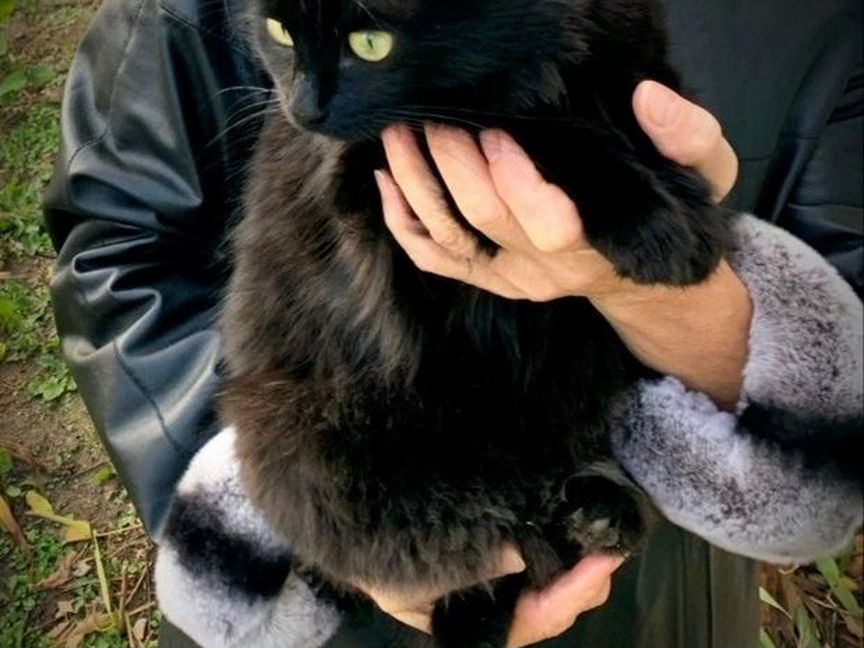 Кошка в дар