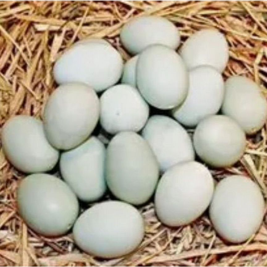 Утиное яйцо инкубационное