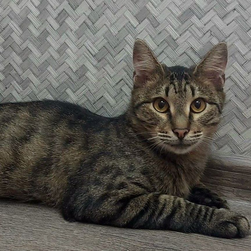 Кот кастрированый