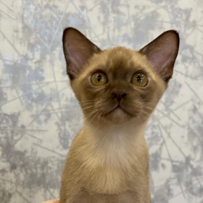 Котик бурмы