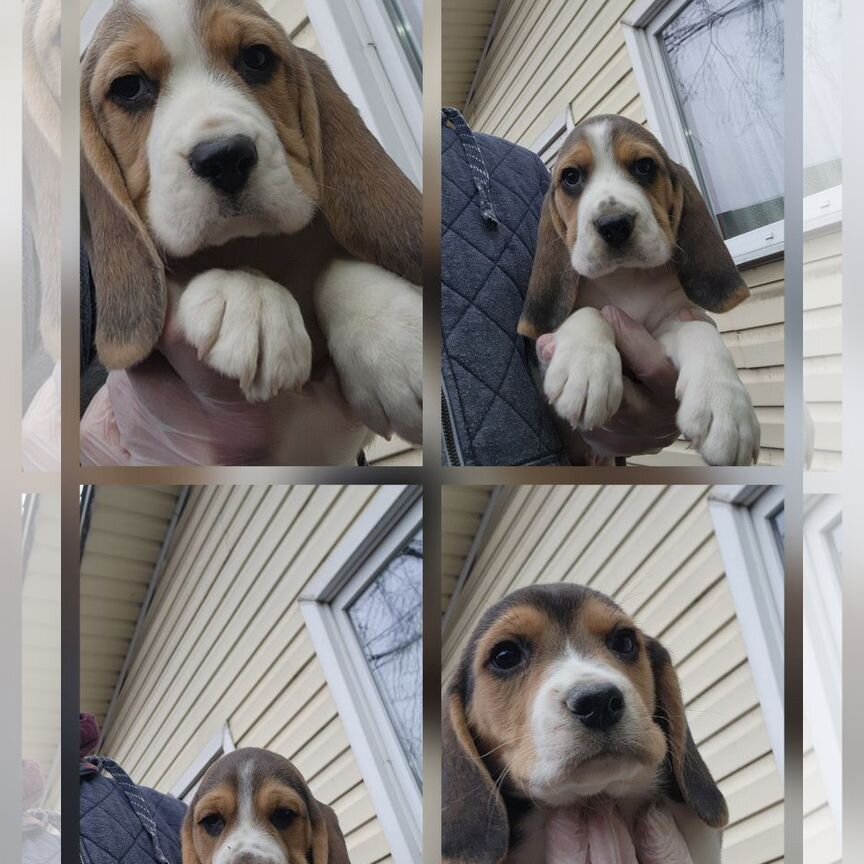 Бигль, щенок