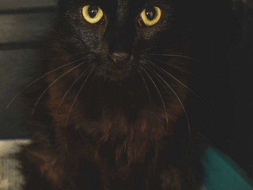 Кошечка Блэкки