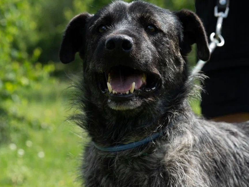 Полупородистый пёс в приюте