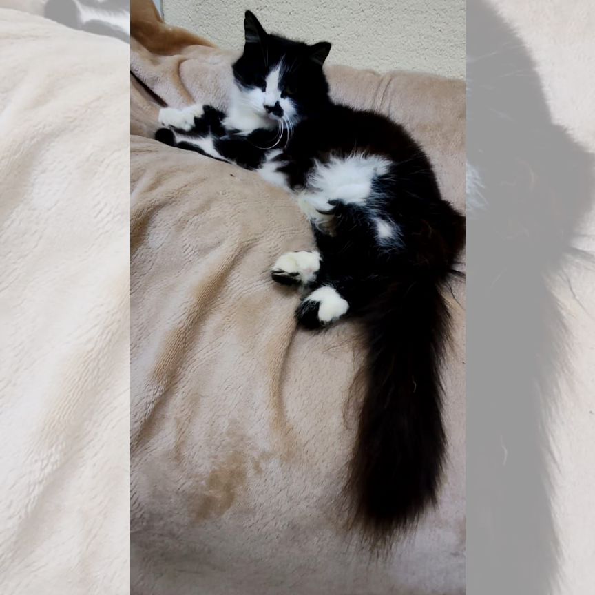 Кошка ищет семью