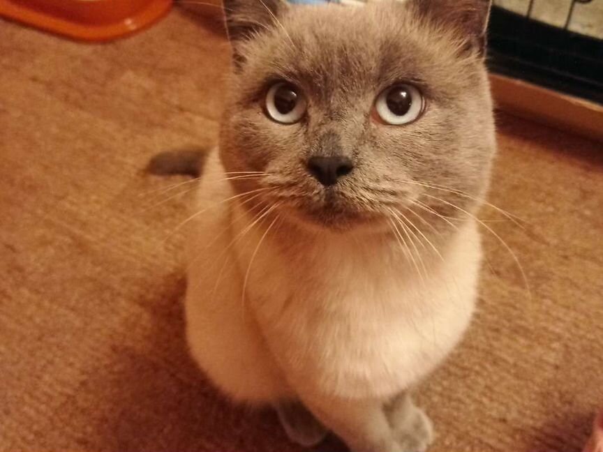 Тайский кот