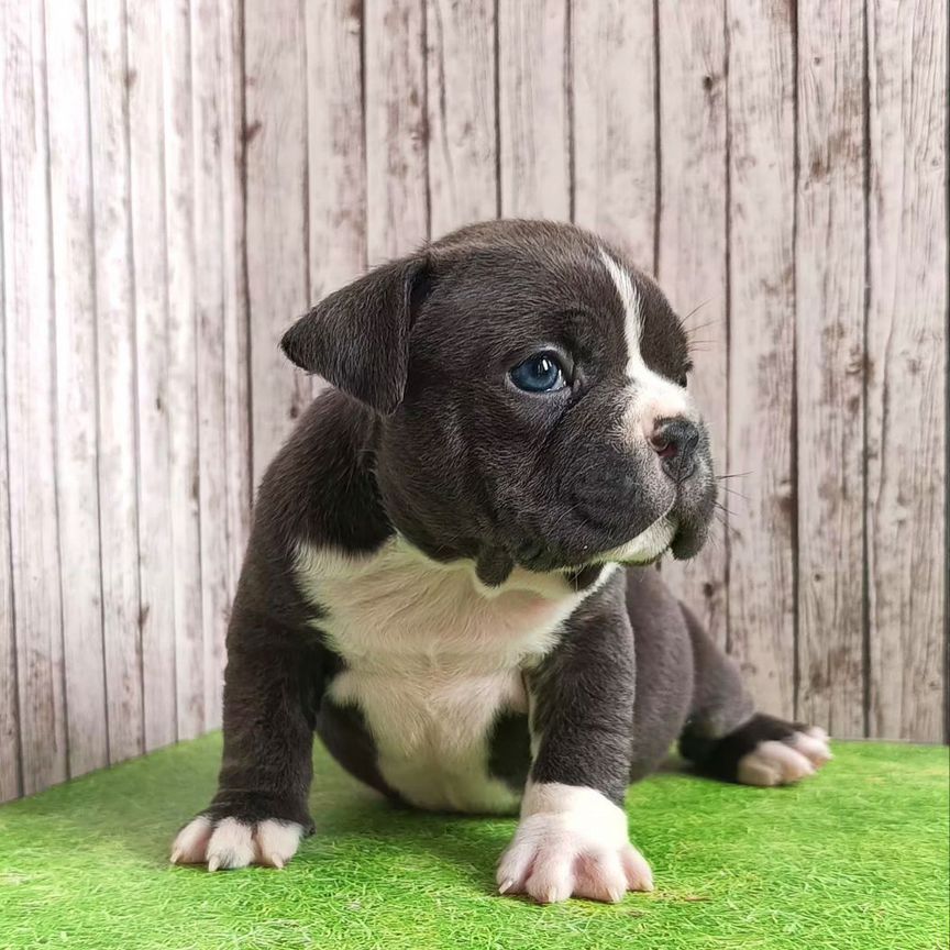 Американский булли покет