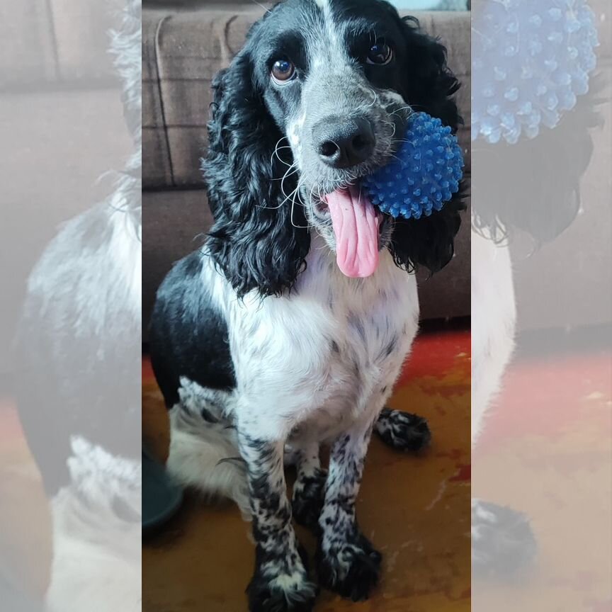 Русский охотничий спаниель, щенок