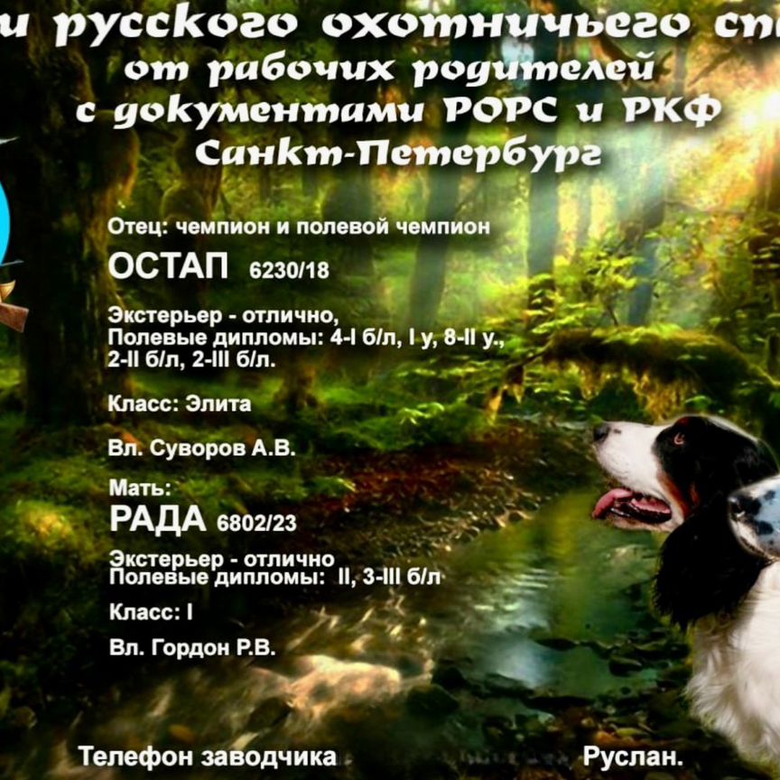 Щенки Русского охотничего спаниеля