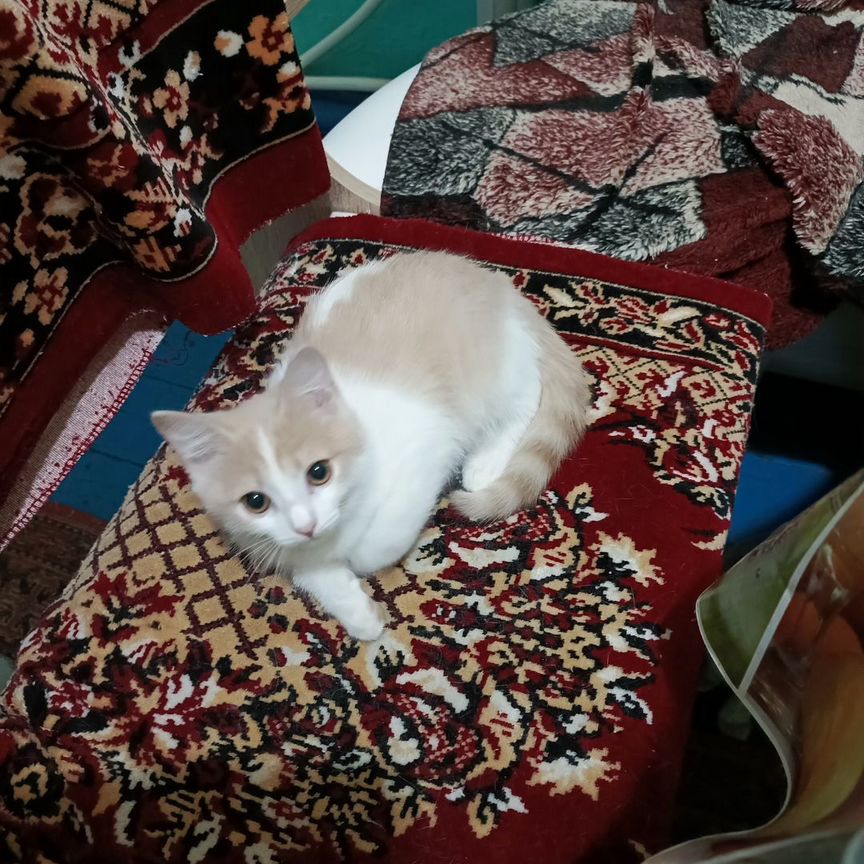 Кошечка 3 месяца
