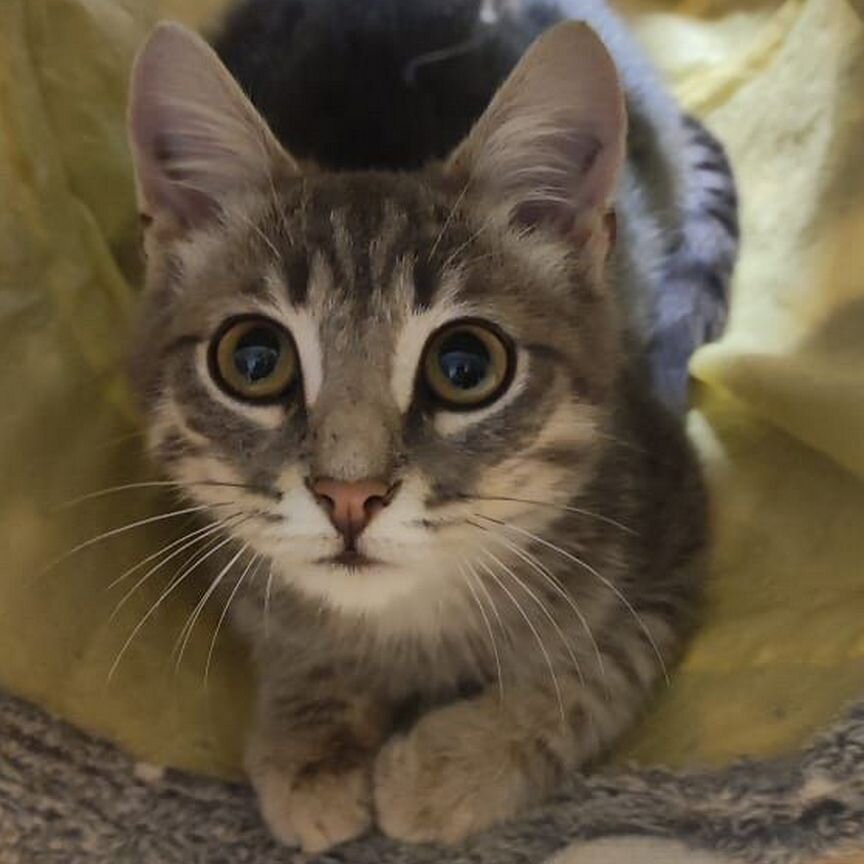 Котенок мальчик серый уфа