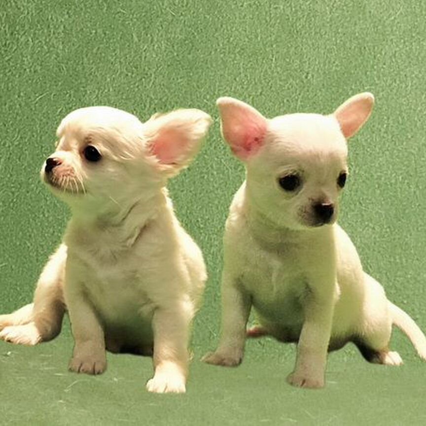 Чихуахуа, щенок