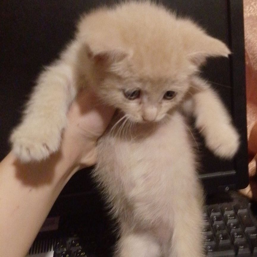 Кошка в дар бесплатно