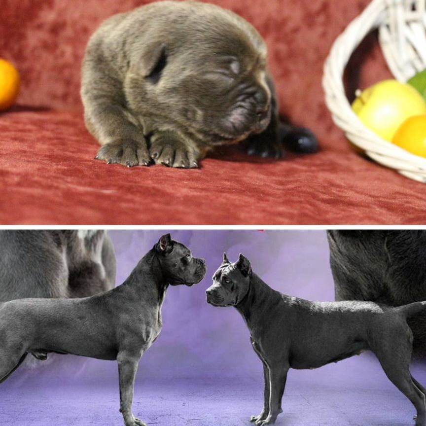 Кане-корсо, щенок