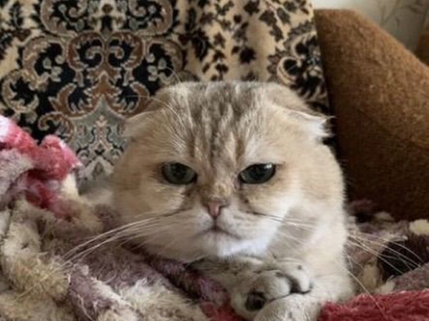Шотландский вислоухий кот