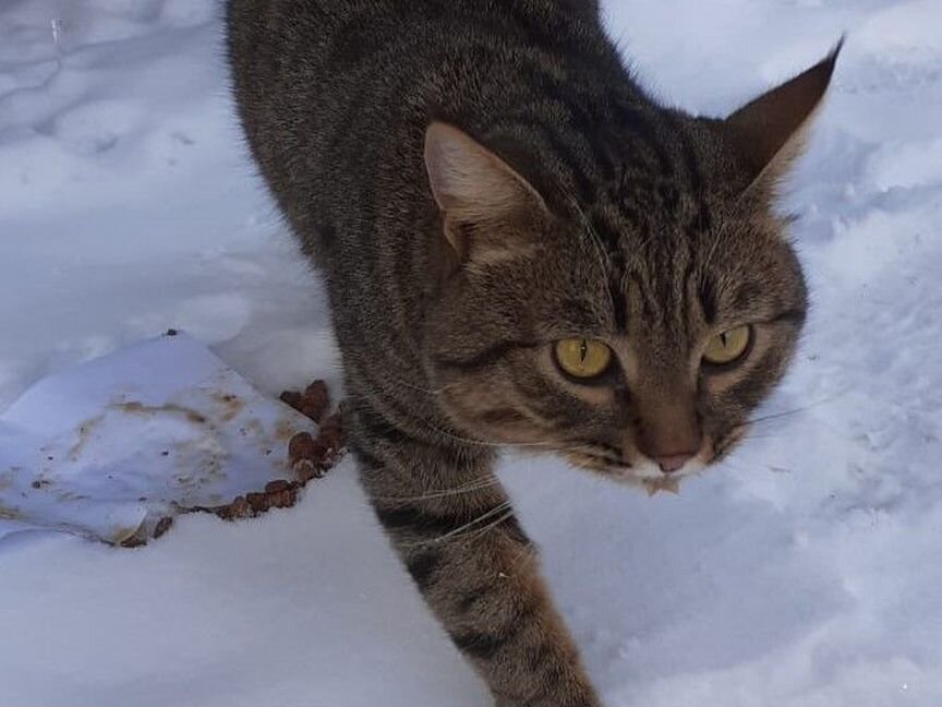 Найден кот, площадь Ленина