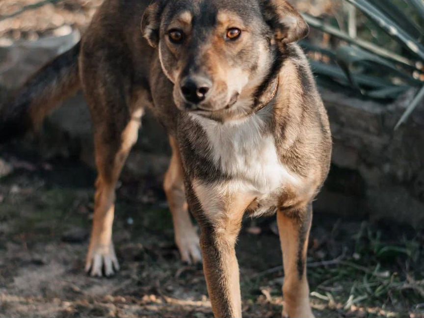 Собака в добрые руки