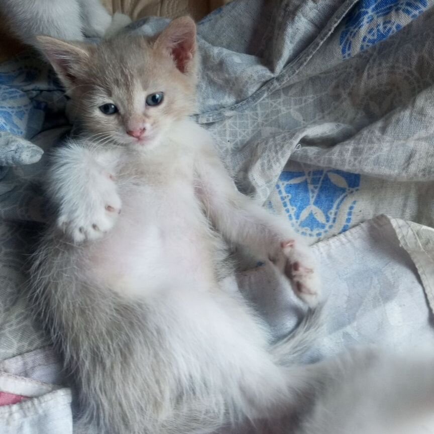 Котята