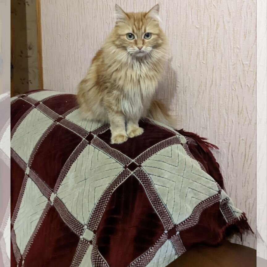 Отдам в хорошие руки бесплатно