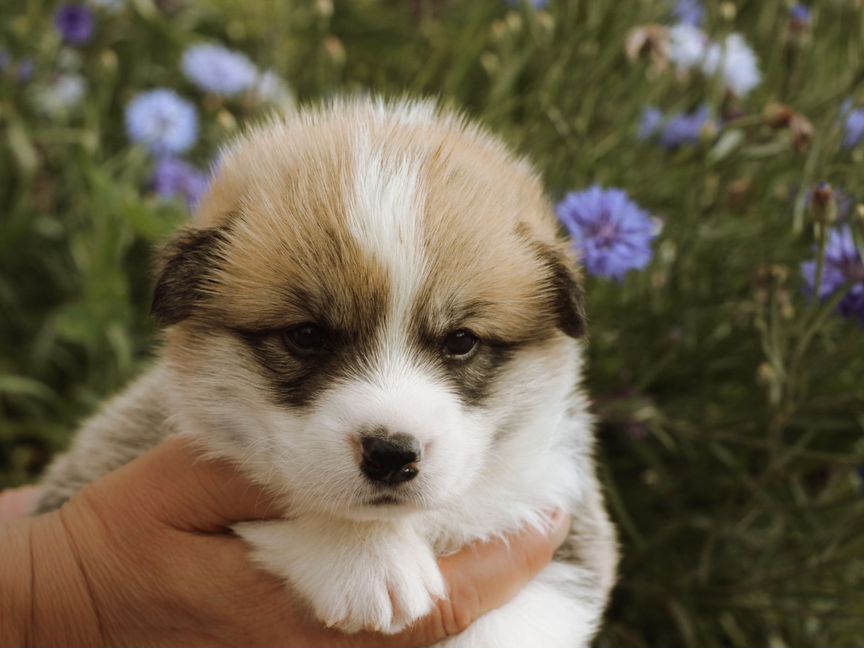 Красотульки вельш корги под резерв