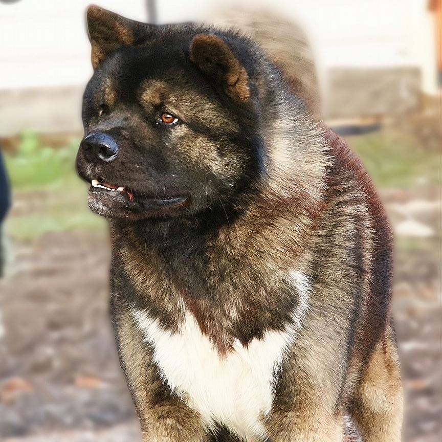 Американская акита, вязка