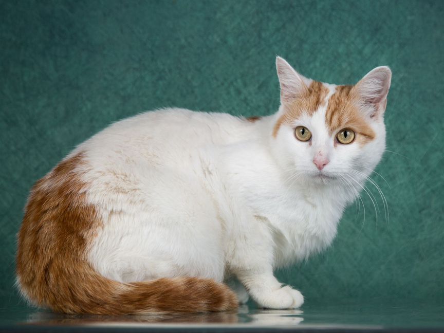 Ласковая кошечка Белка ищет семью