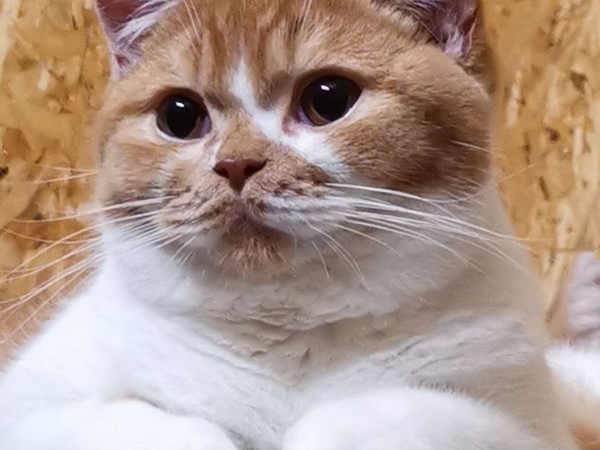 Рыжие британцы с белым