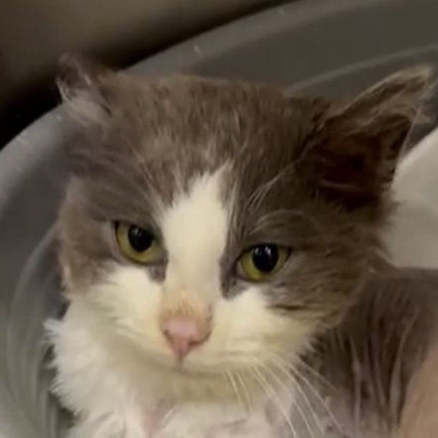 Котик с одной лапой на коляске