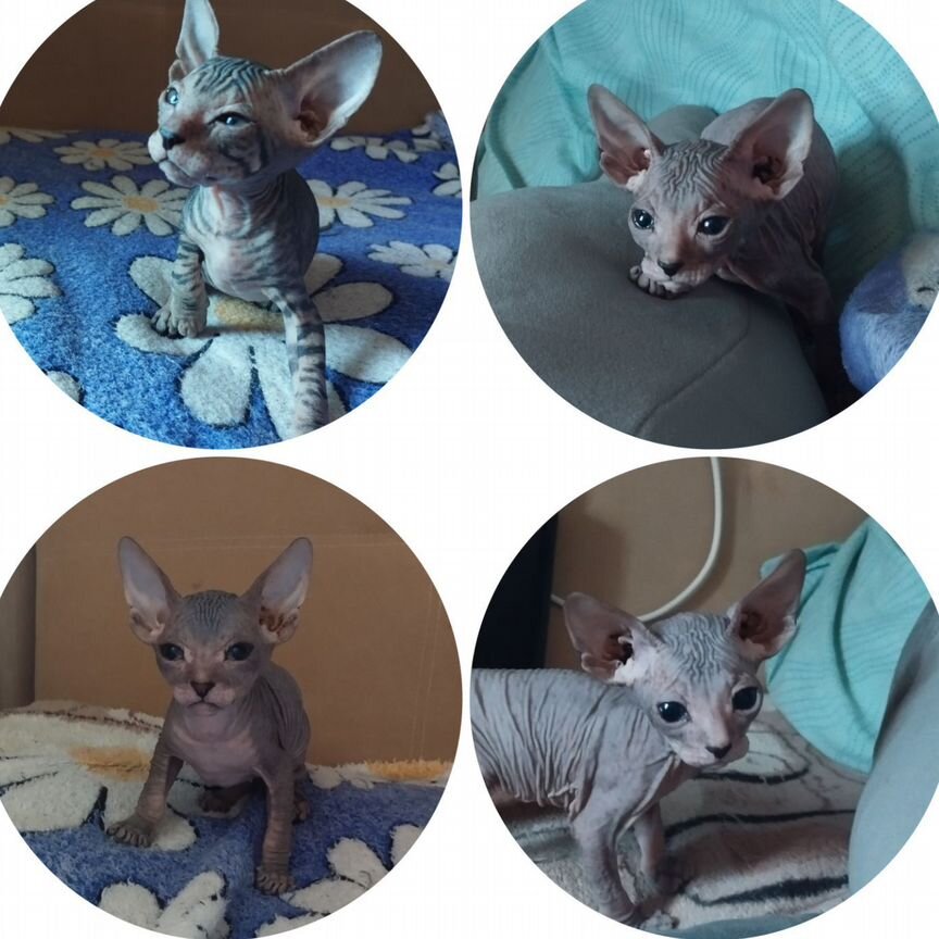 Донской сфинкс котята