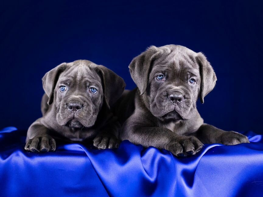 Щенки кане корсо