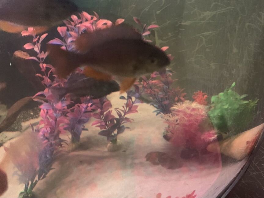 Цихлид каданго