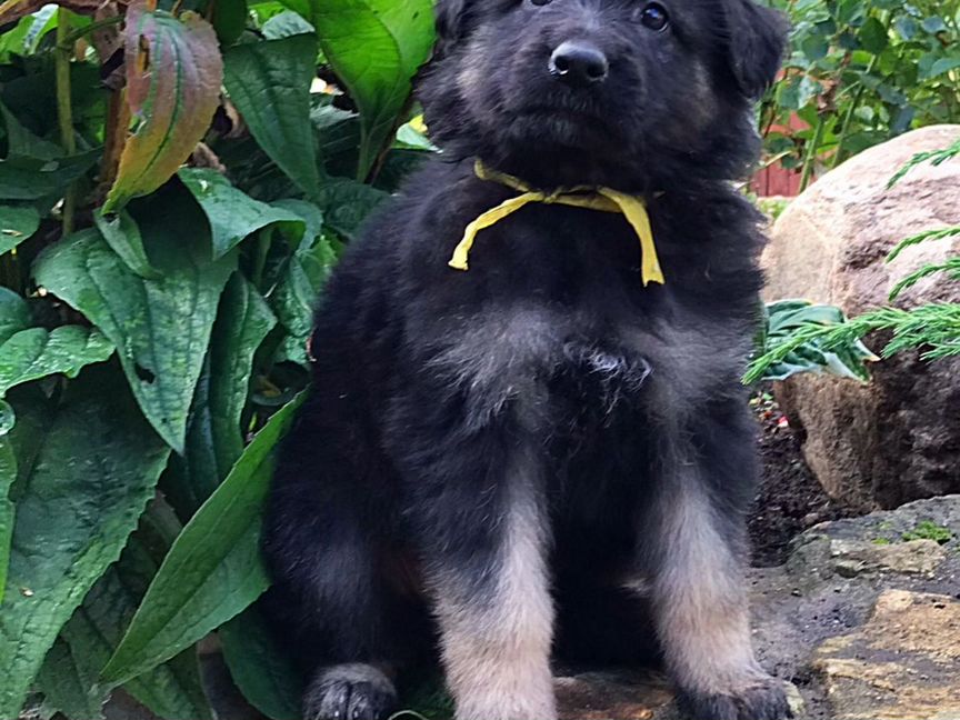 Девчонки восточницы