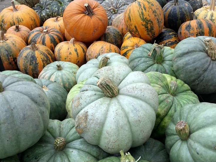 Тыква кормовая