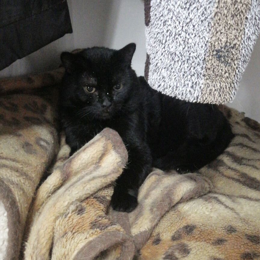 Отдам кота в добрые руки