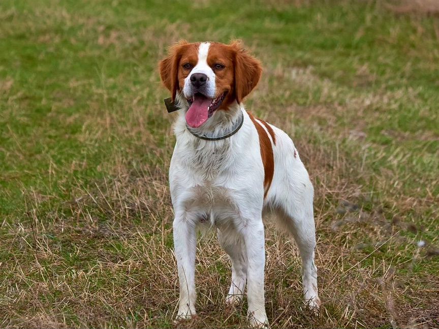 Эпаньоль бретон,кобель для вязки