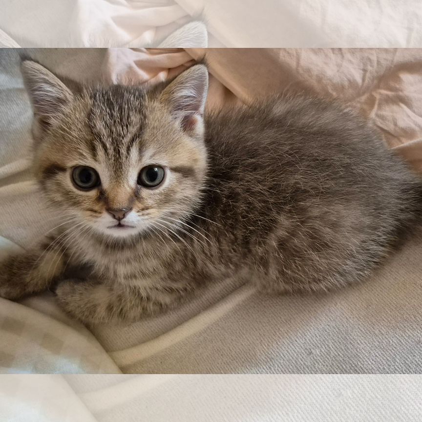 Британский короткошёрстный котёнок