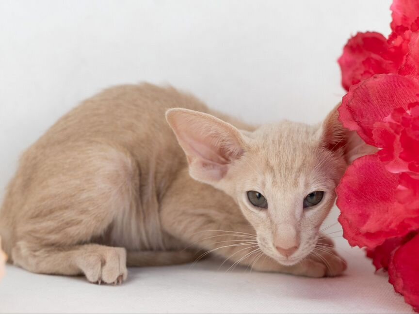 Ориентальные Очаровашки