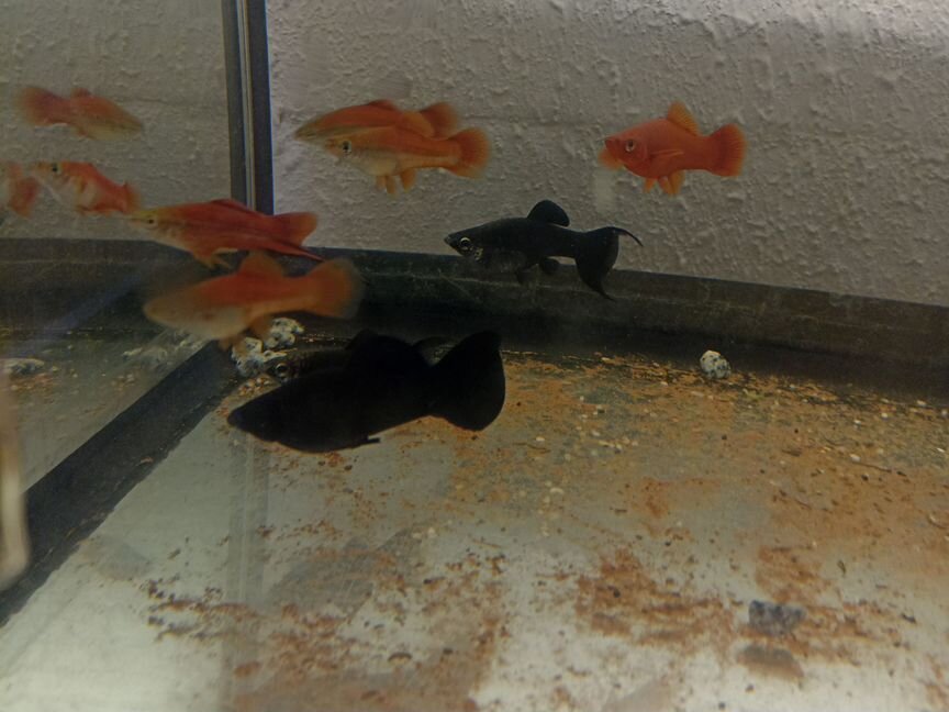 Аквариумные рыбки крупные