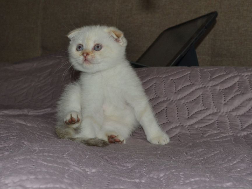 Кот Кокос