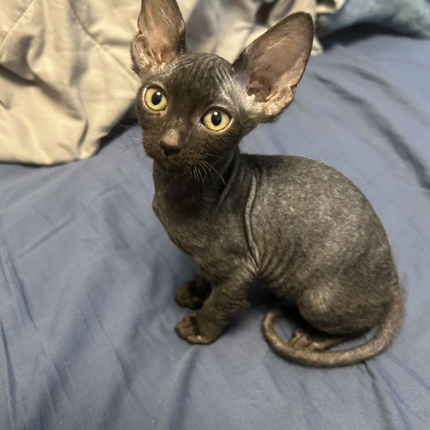 Котенок сфинк велюр
