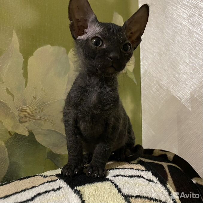 Канадский сфинкс котенок