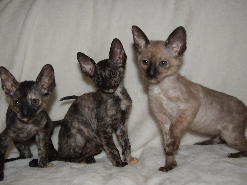 Корниш рекс котята