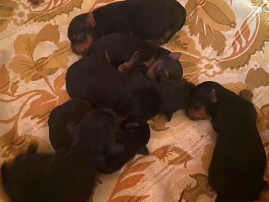 Йоркширский терьер мини беби фейс щенки